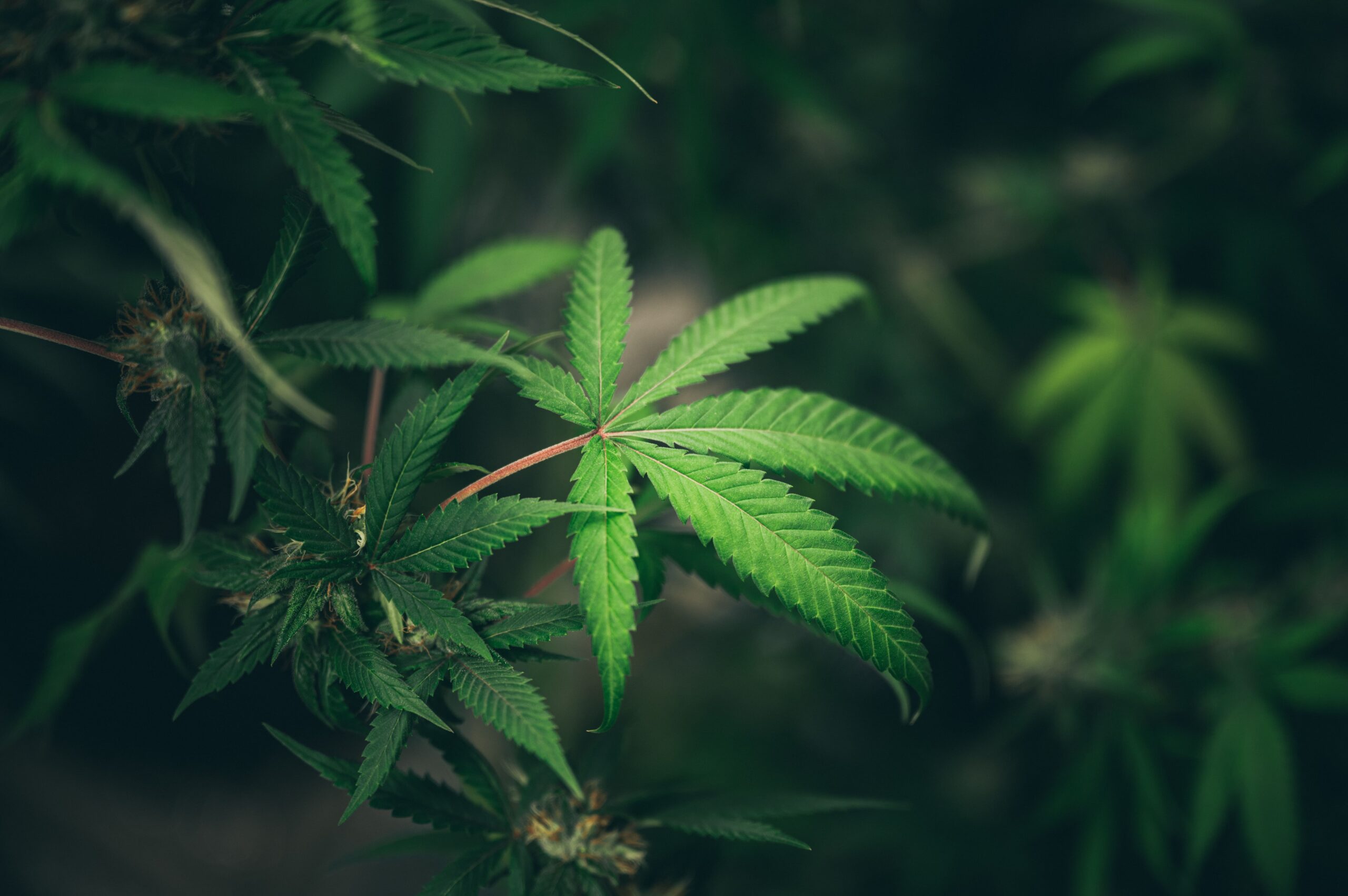 marijuana-use-disorder-symptoms-treatment-parikh-psychiatry